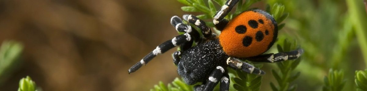 Ladybird Spider Project - Buglife projects