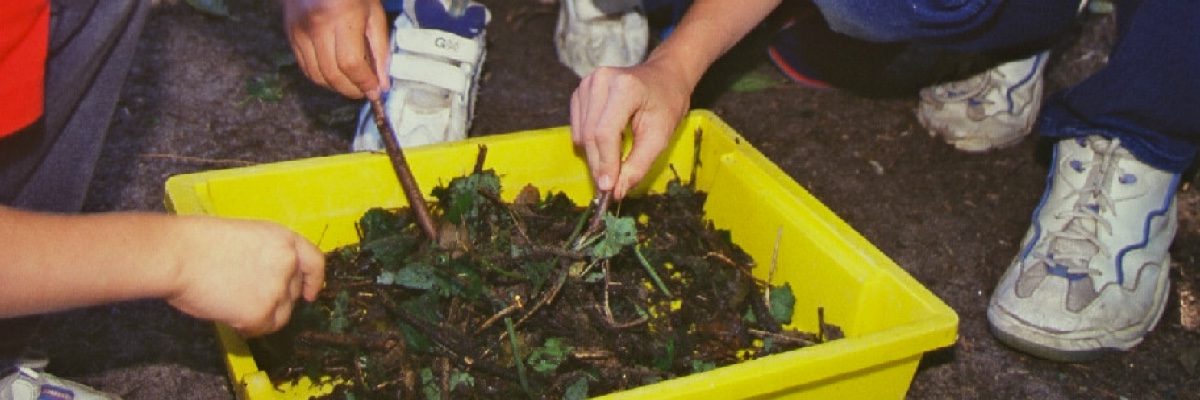 Identify a Bug - Buglife