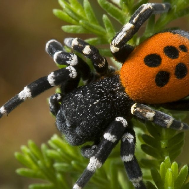 Ladybird Spider Project - Buglife projects
