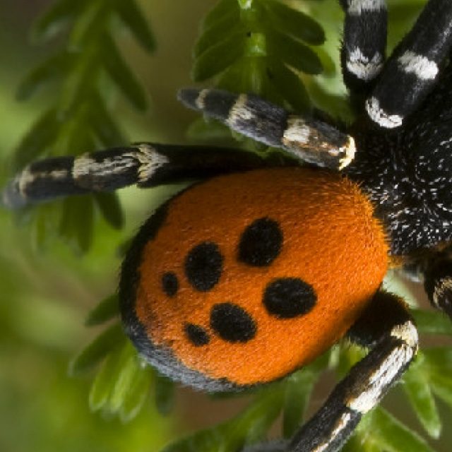 Ladybird Spider Project - Buglife projects