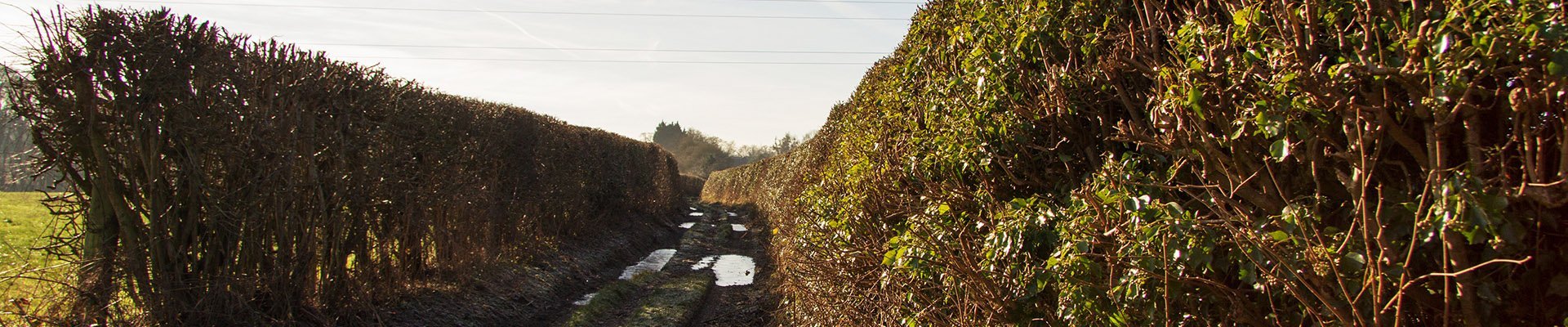 Ancient and species-rich hedgerows - Buglife