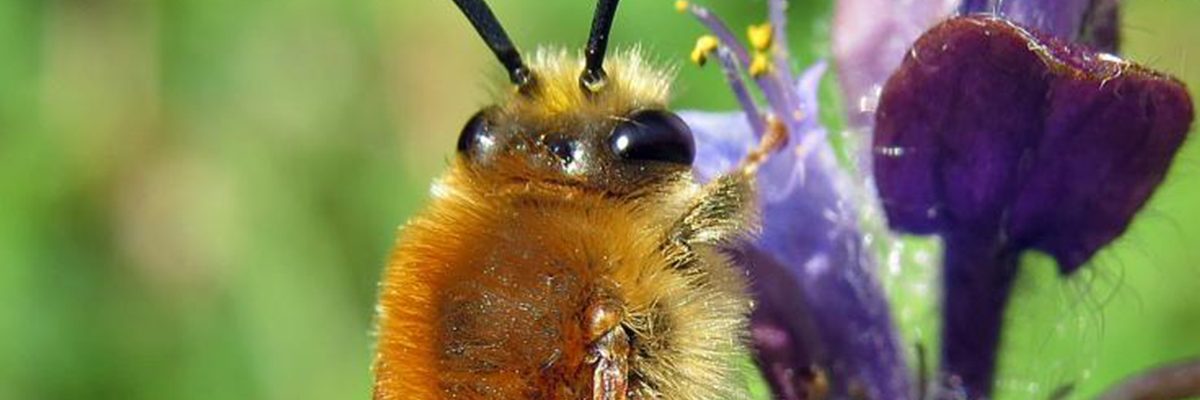 Welsh Pollinators - Buglife