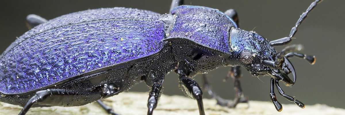 Blue Ground Beetle - Buglife projects