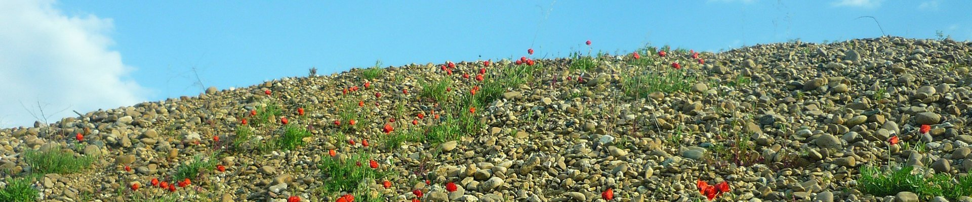 Bringing Aggregate Sites to Life and Resources - Buglife