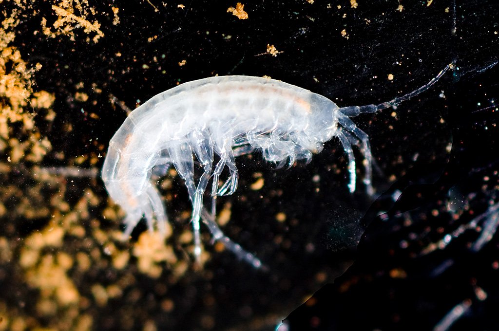 British Cave shrimp - Bug Directory - Buglife