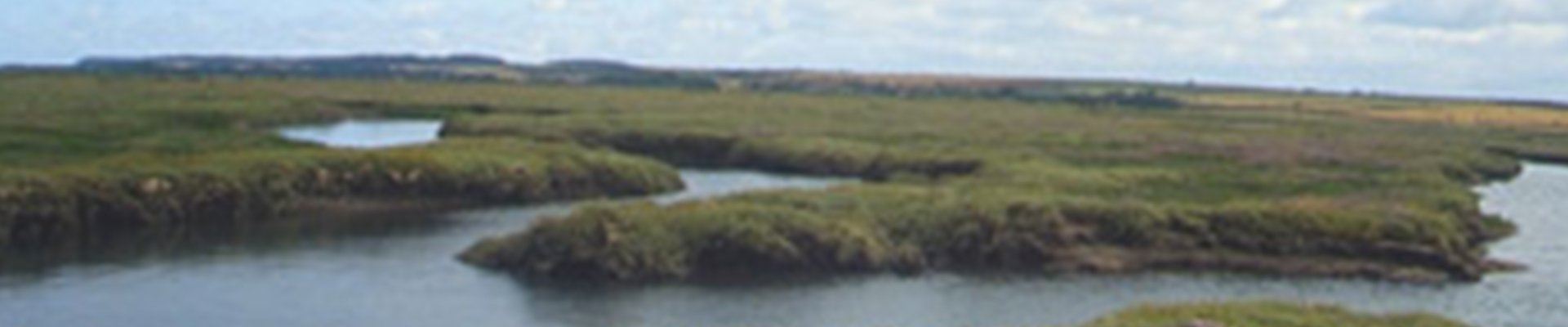 Coastal saltmarsh - Buglife