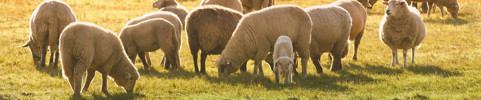 Cypermethrin Sheep Dip – a campaign victory - Buglife
