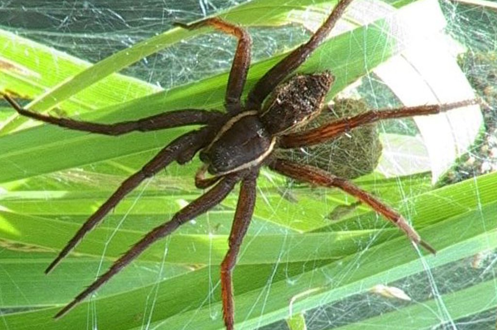 Guide to common house spiders - Buglife