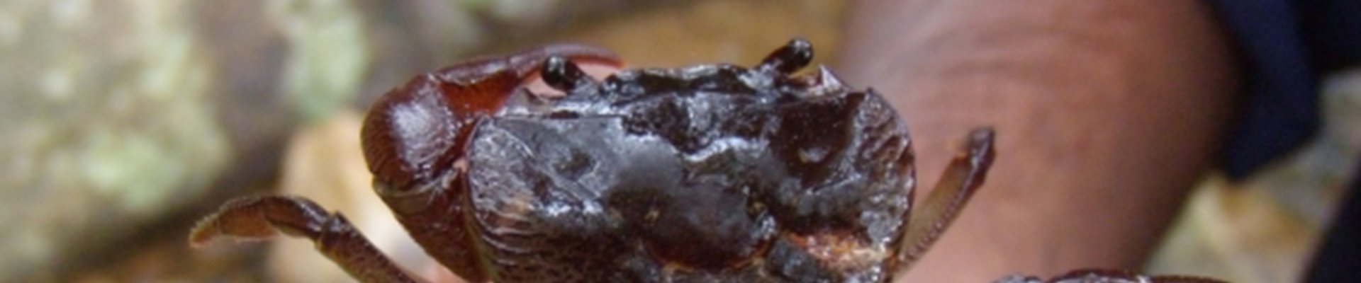 Freshwater Hub - Buglife