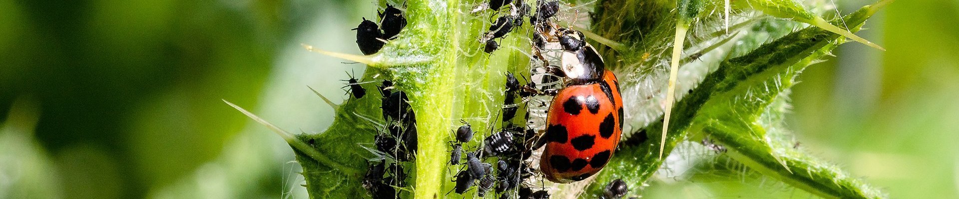 Harlequin Ladybird - Bug Directory - Buglife