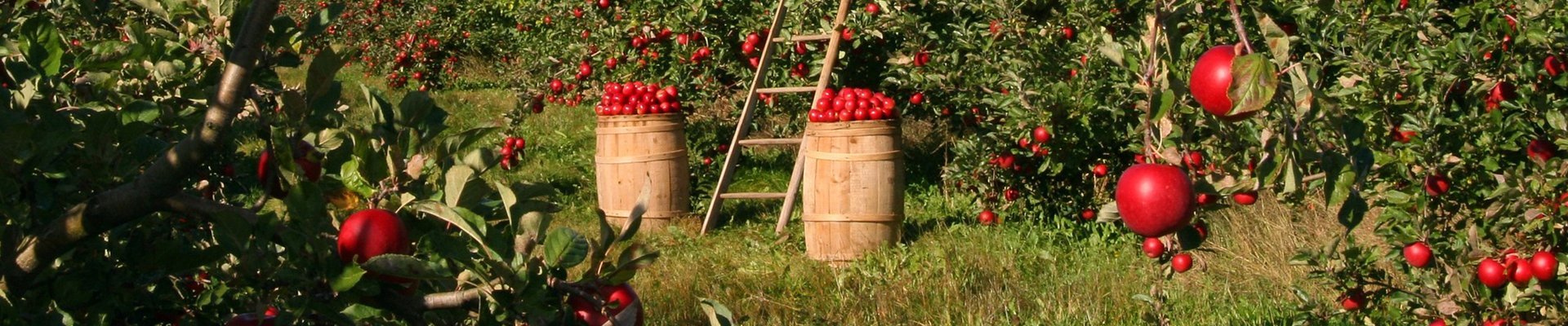 Helping Pollinators at a Field-scale - Buglife