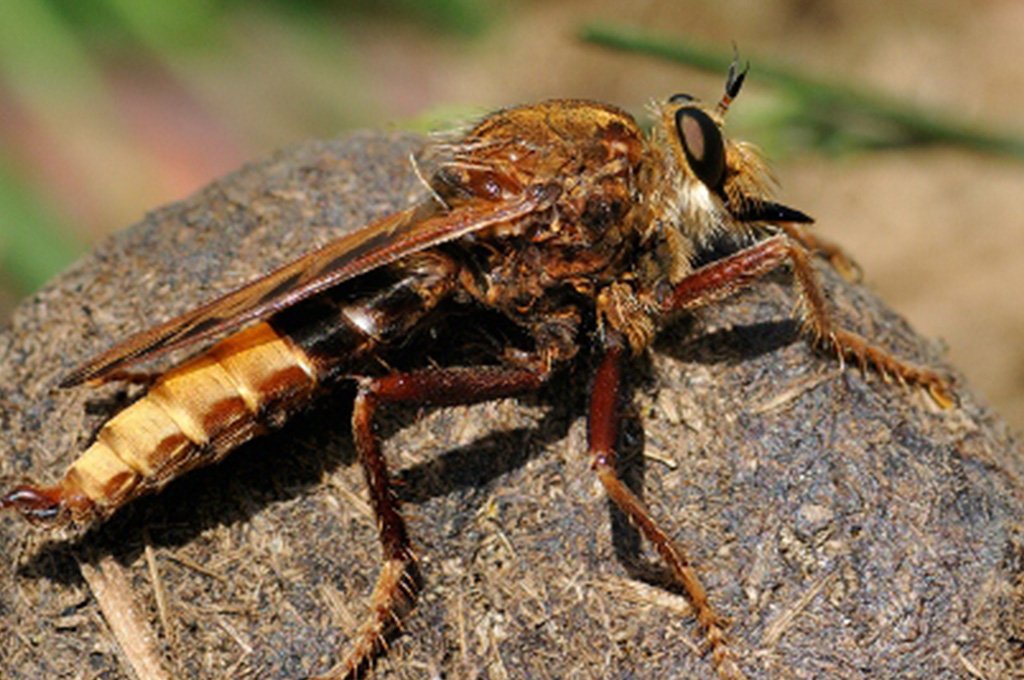 Hornet Robberfly - Bug Directory - Buglife