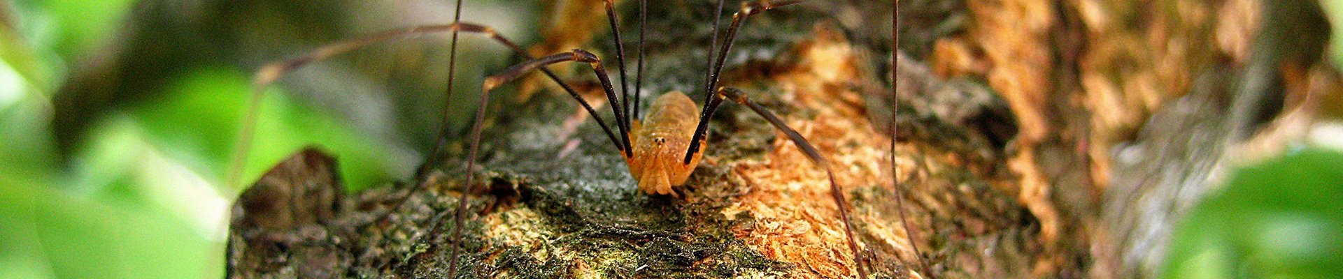 Scotland's Special Invertebrates - Buglife