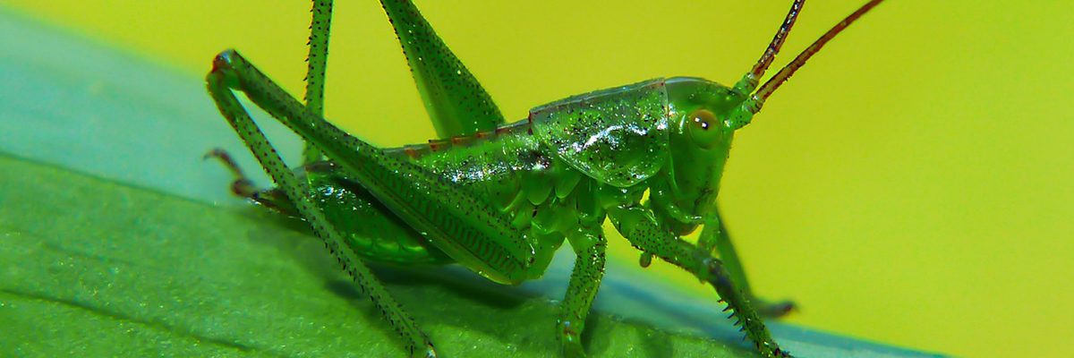 Important Invertebrate Areas support - Buglife