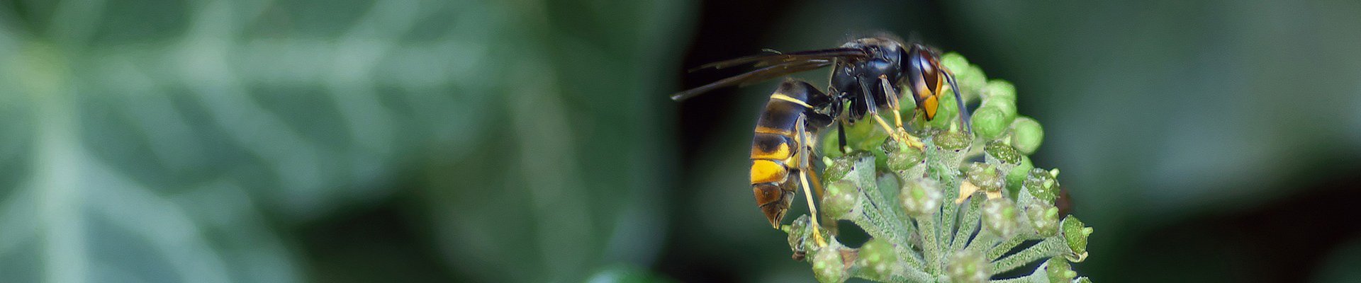 Invasive non-native Invertebrate Species - Buglife