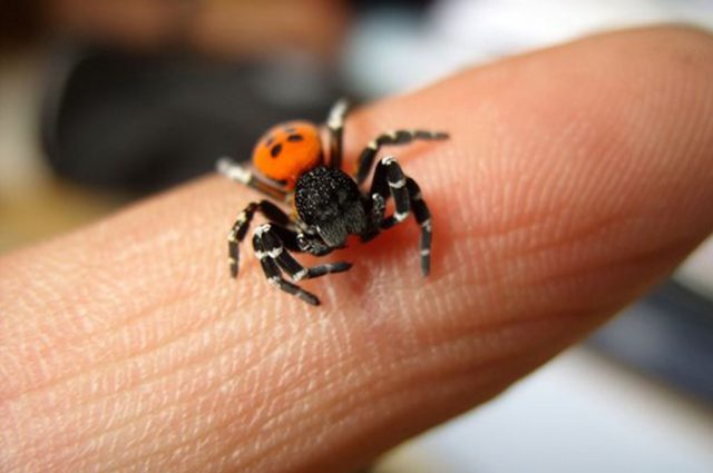 Ladybird Spider Project - Buglife projects