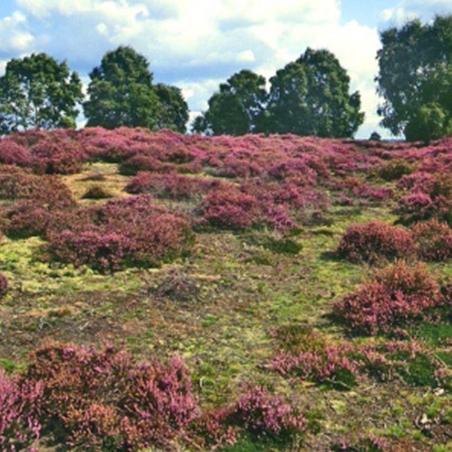 Habitat Management - Buglife