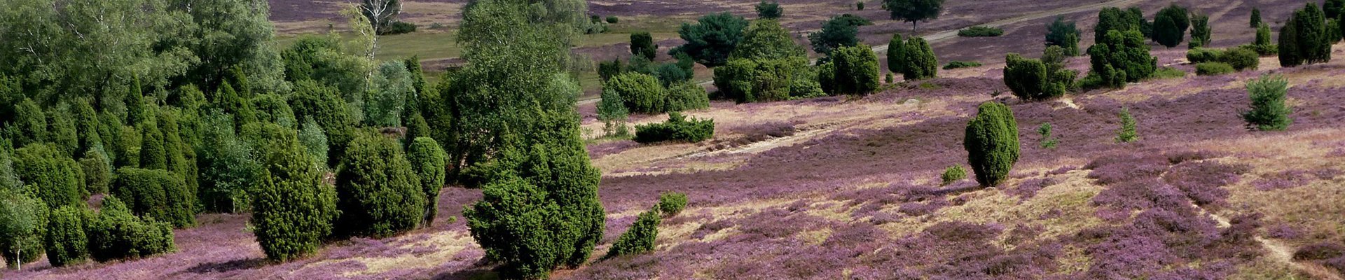 Lowland Heathland - Buglife