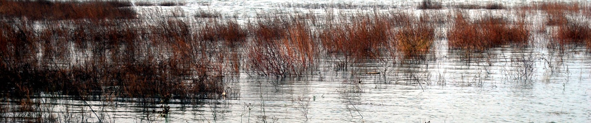Lowland raised bogs - Buglife
