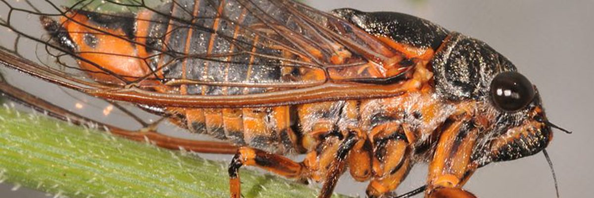 New Forest Cicada - Buglife projects