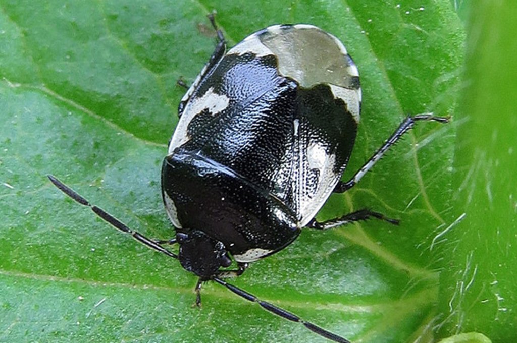 Terrestrial Invertebrates - Buglife