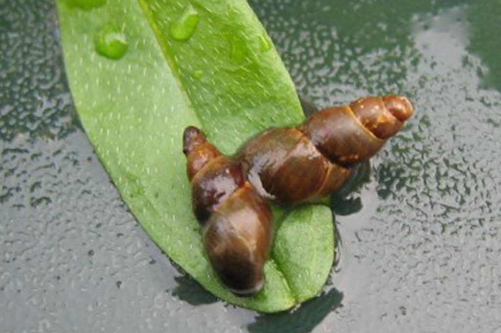 Marvellous Mud Snails - Buglife projects