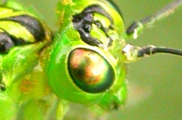 Publications Hub - Buglife