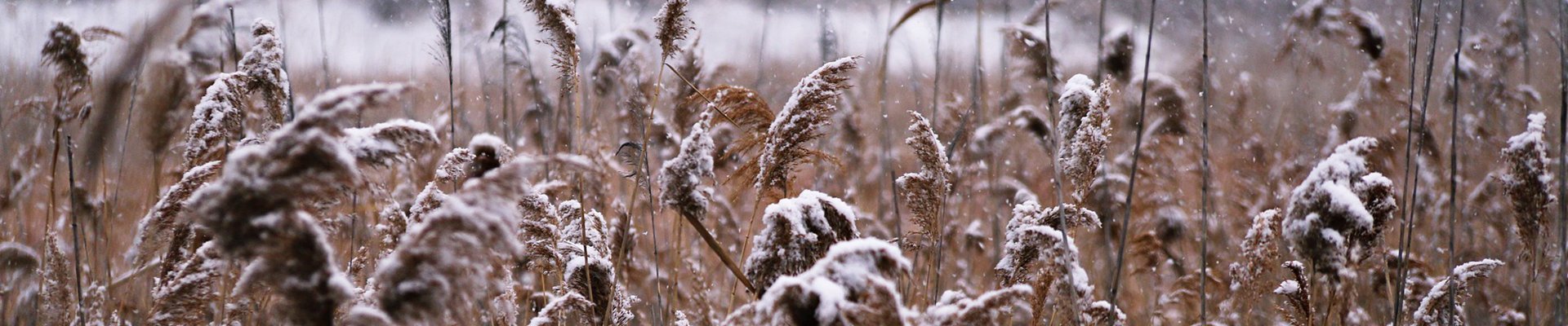 Purple moor grass and rush pastures (culm grassland - Devon and ...