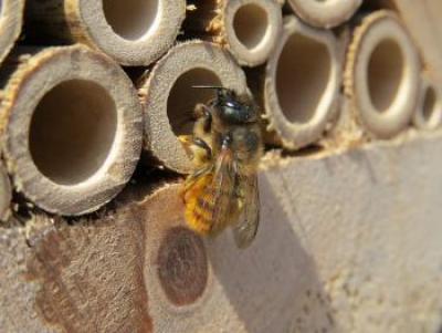 Farmland Bee Boxes - Buglife