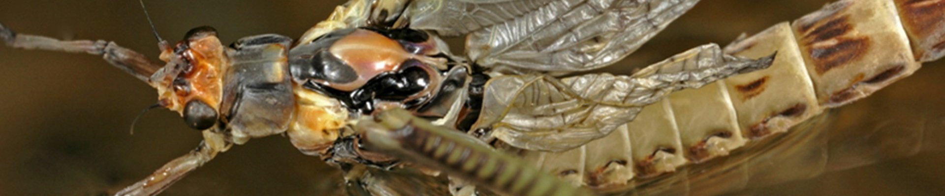 Riverflies - Buglife