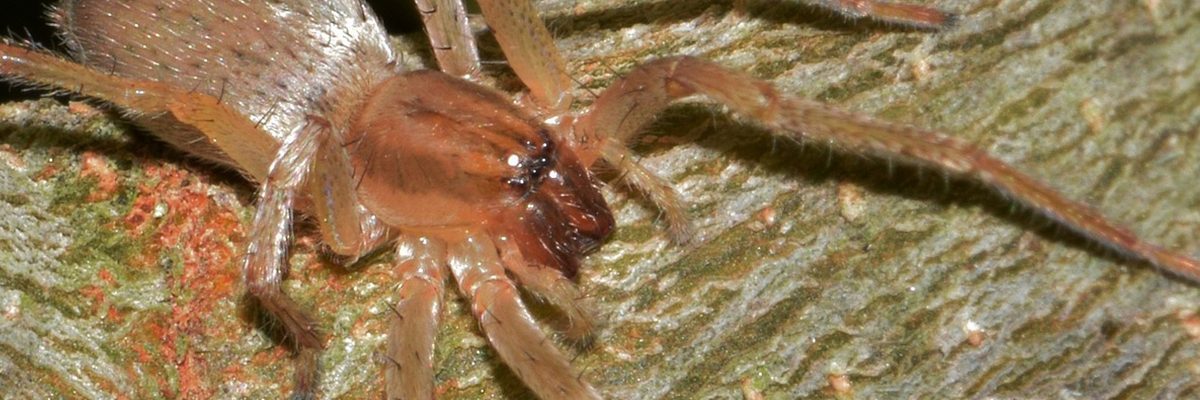 Rosser's Sac Spider - Buglife projects