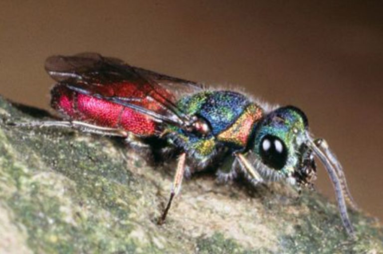 Bees vs wasps: what's the difference? - Buglife Blog - Buglife