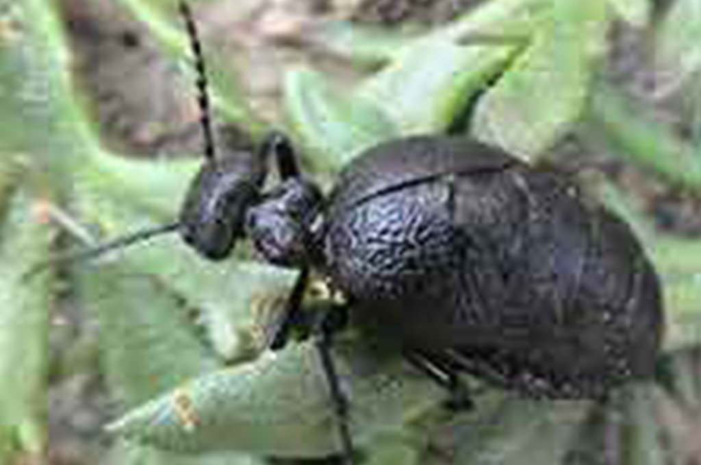 Rugged Oil Beetle - Bug Directory - Buglife