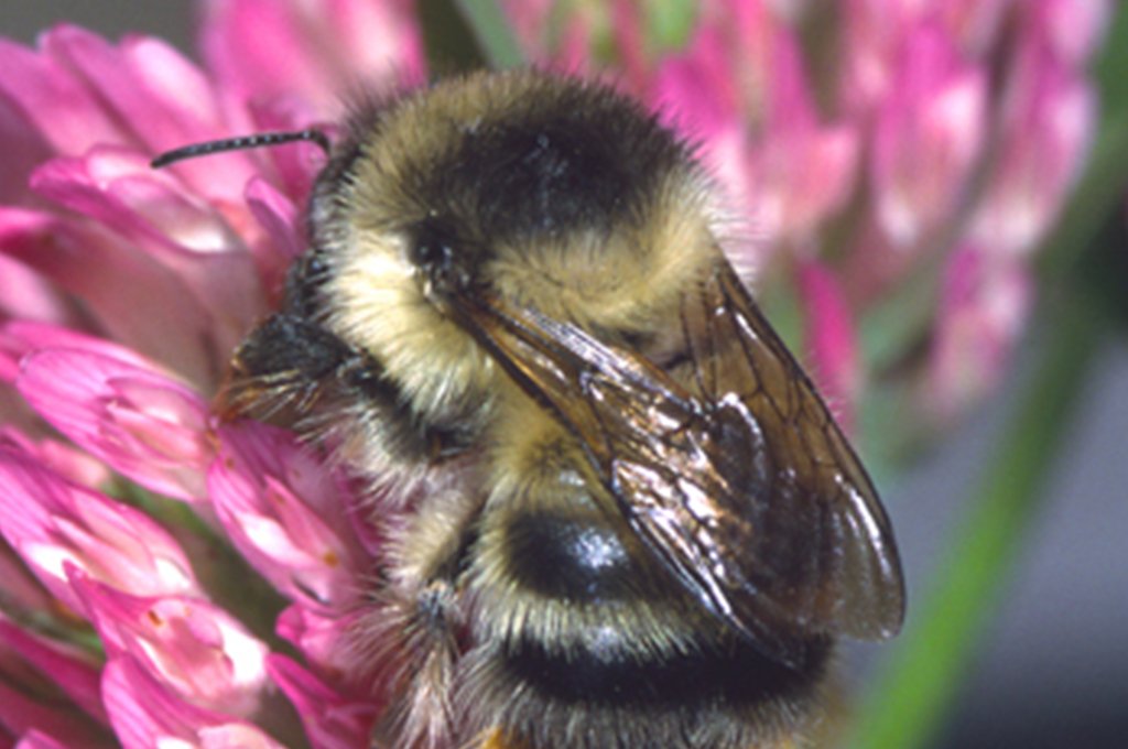 Shrill Carder Bee - Bug Directory - Buglife