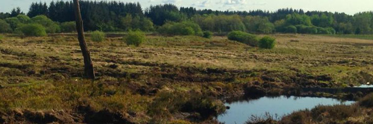 Slamannan Bog Restoration - Buglife projects