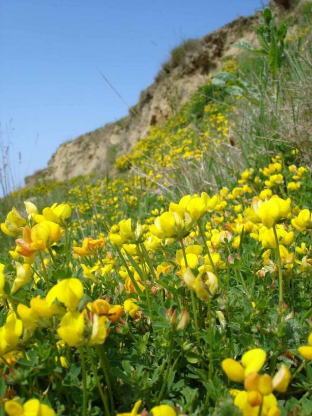 Soft Rock Cliffs Hub - Buglife