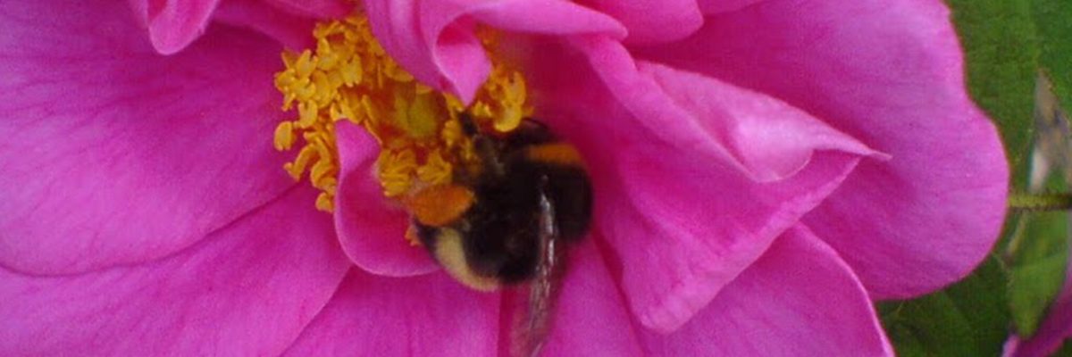 South West Bees Project - Buglife projects