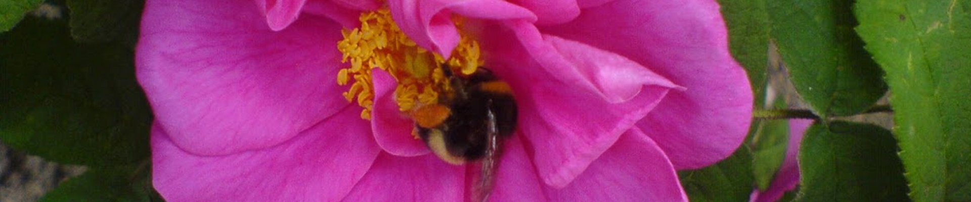 Northern Ireland threatened bee report - Buglife