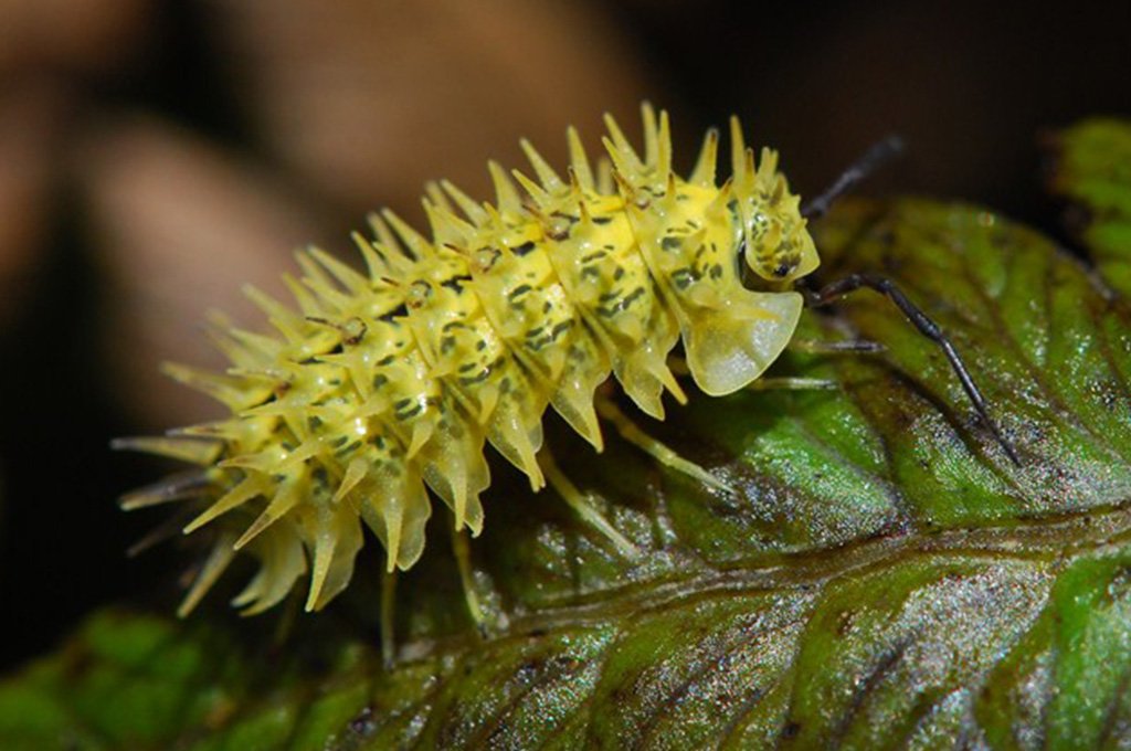 Bugs on the Brink - Buglife projects