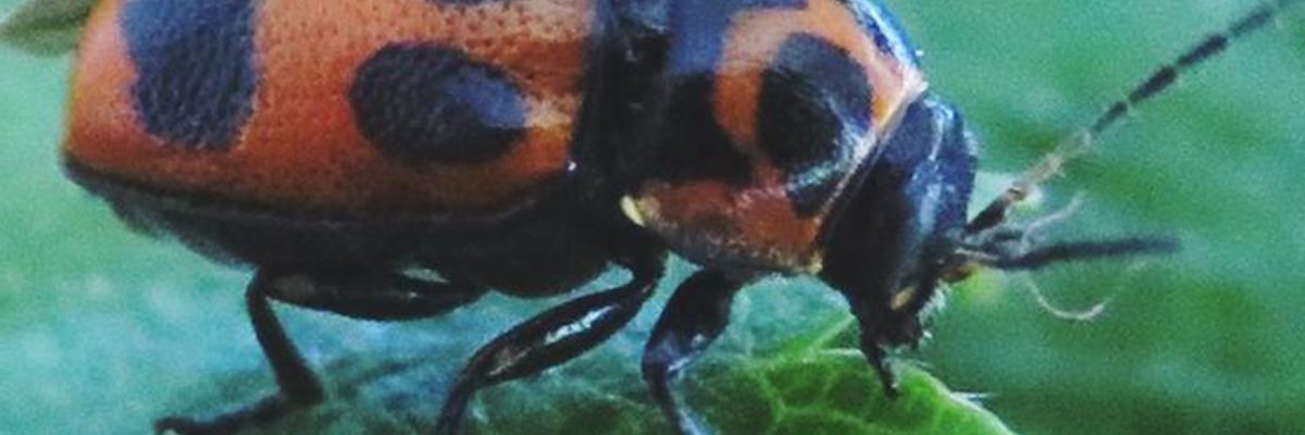 Spotting Pot Beetles - Buglife projects