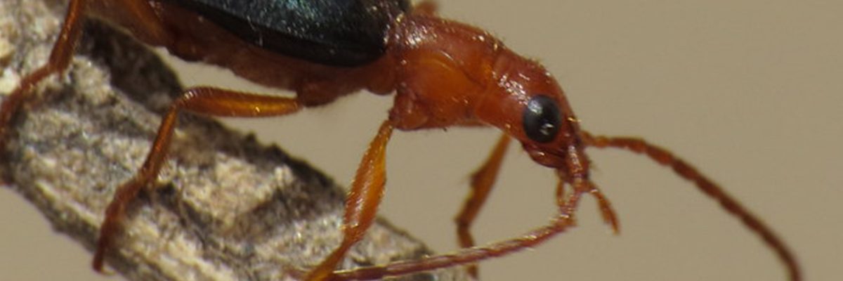 Streaked bombardier beetle - Buglife projects