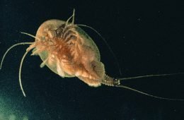Sea slater | Bug Directory | Buglife