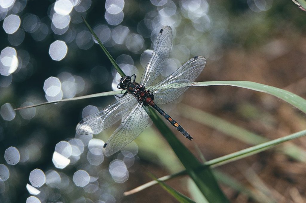 White-faced Darter - Bug Directory - Buglife