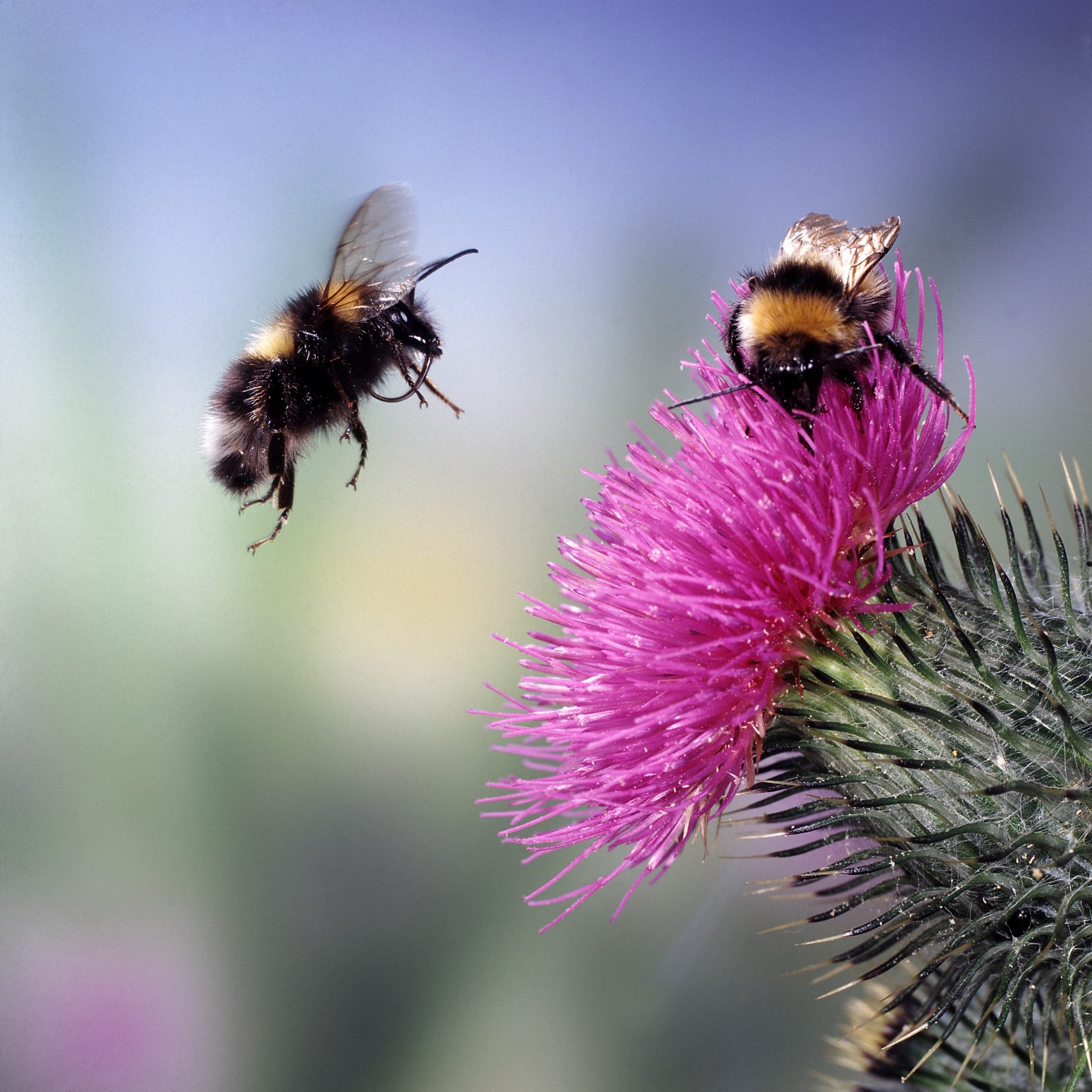 Meet six unsung heroes of the pollination world - Buglife Blog - Buglife