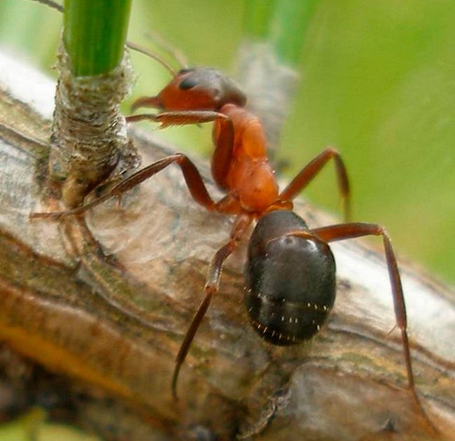 Narrow Escape from Extinction for Rare Ant - Buglife latest news