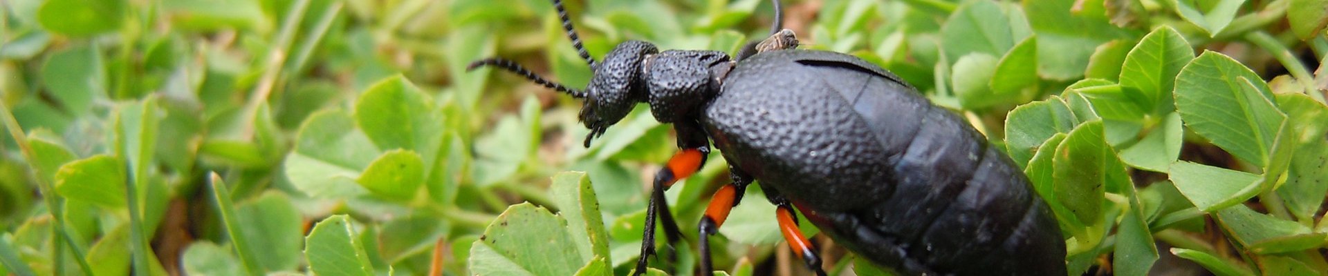 Oil Beetle Hunt - Buglife
