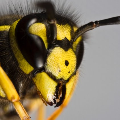 UK Endemic Species - Buglife