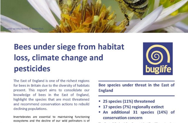 Surveys and Reports - Buglife