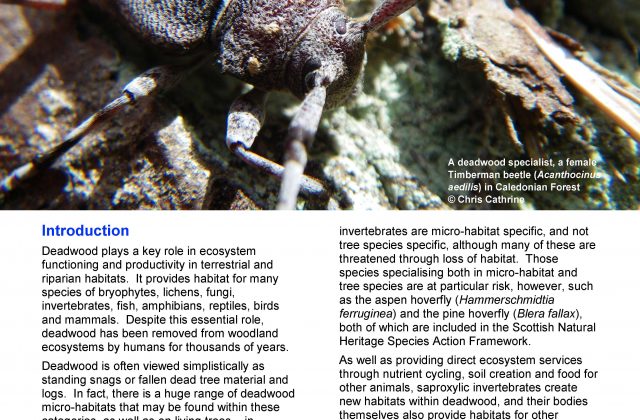 Habitat management - Buglife