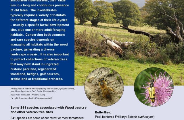 Habitat management - Buglife